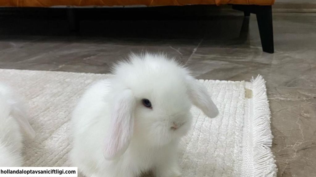 Yavru ve Yetişkin Tavşan Ne Yer? Farklı Besin Önerileri - Hollanda Lop ...